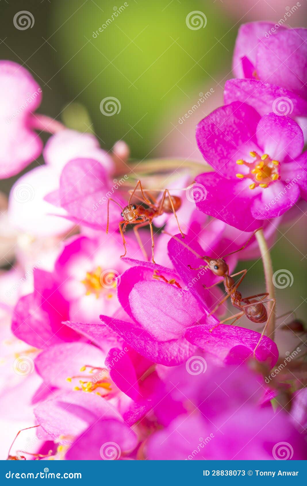 Insect and Flower Relationship Stock Image - Image of insect, flora ...
