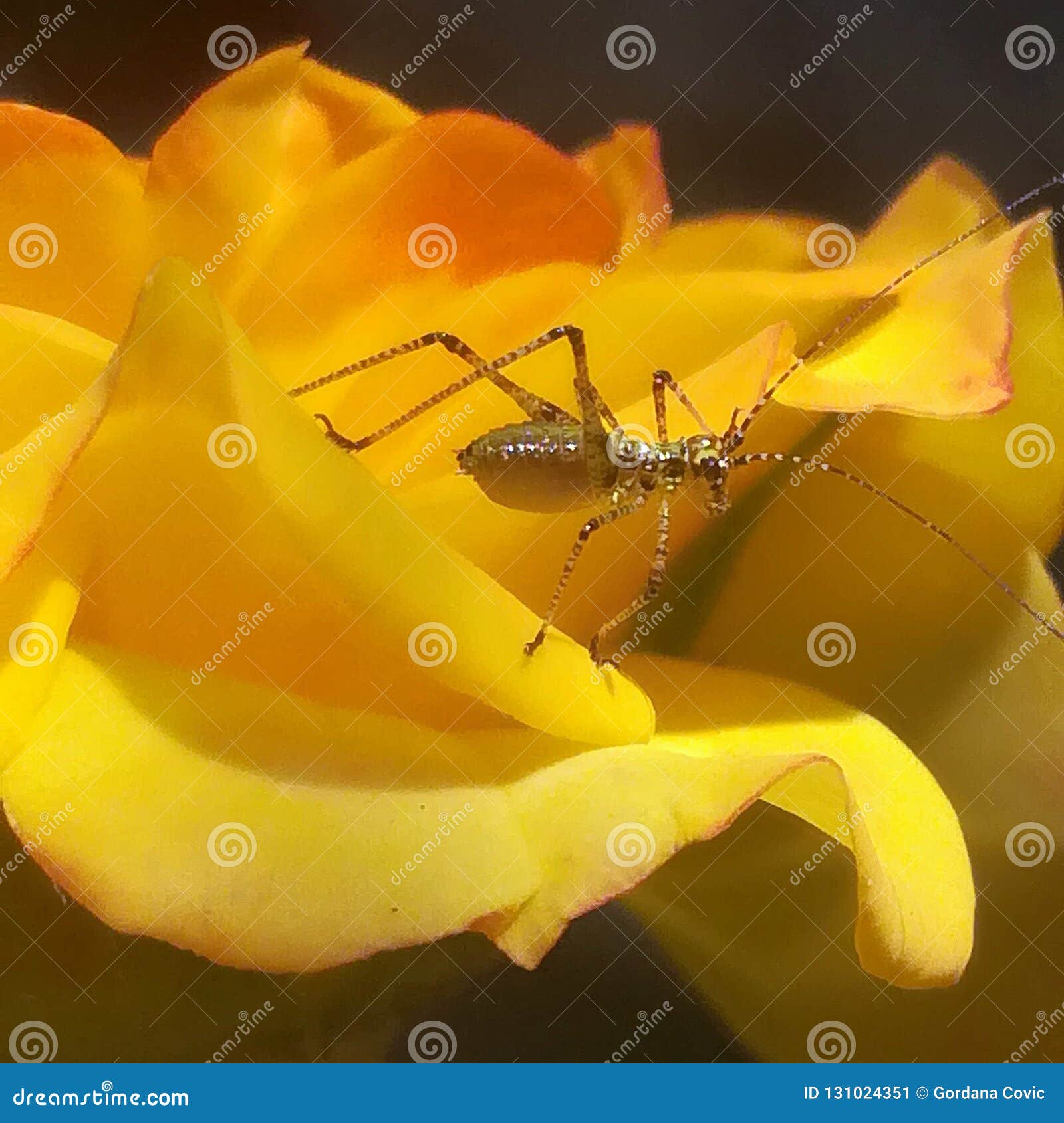 Insect on flower stock image. Image of rose, outdoor - 131024351