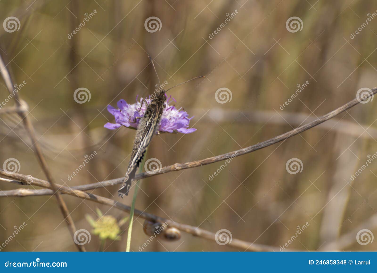 One Insect on a Flower in Spring Stock Photo - Image of countryside ...