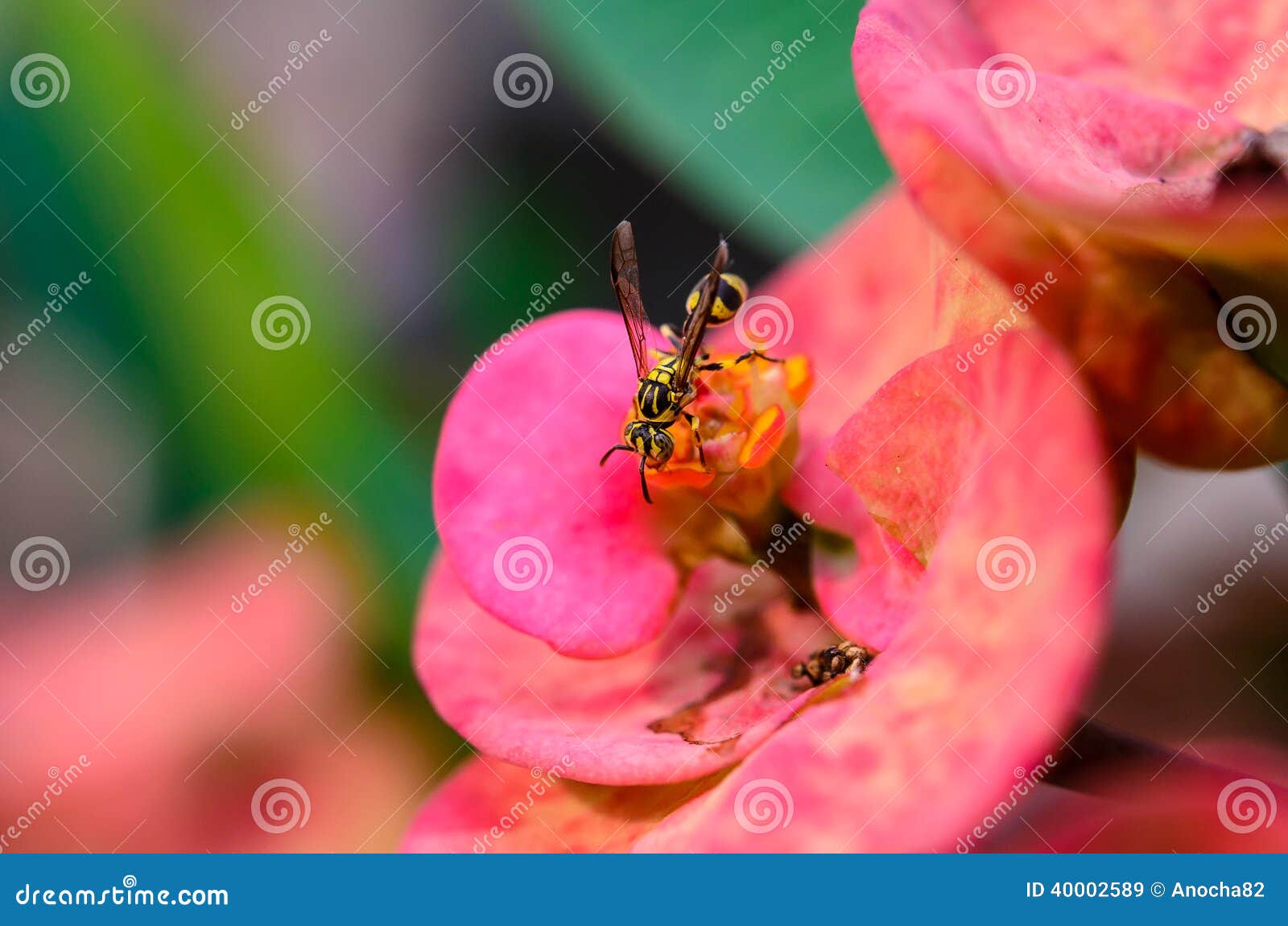 Insect on flower stock image. Image of pink, flora, green - 40002589