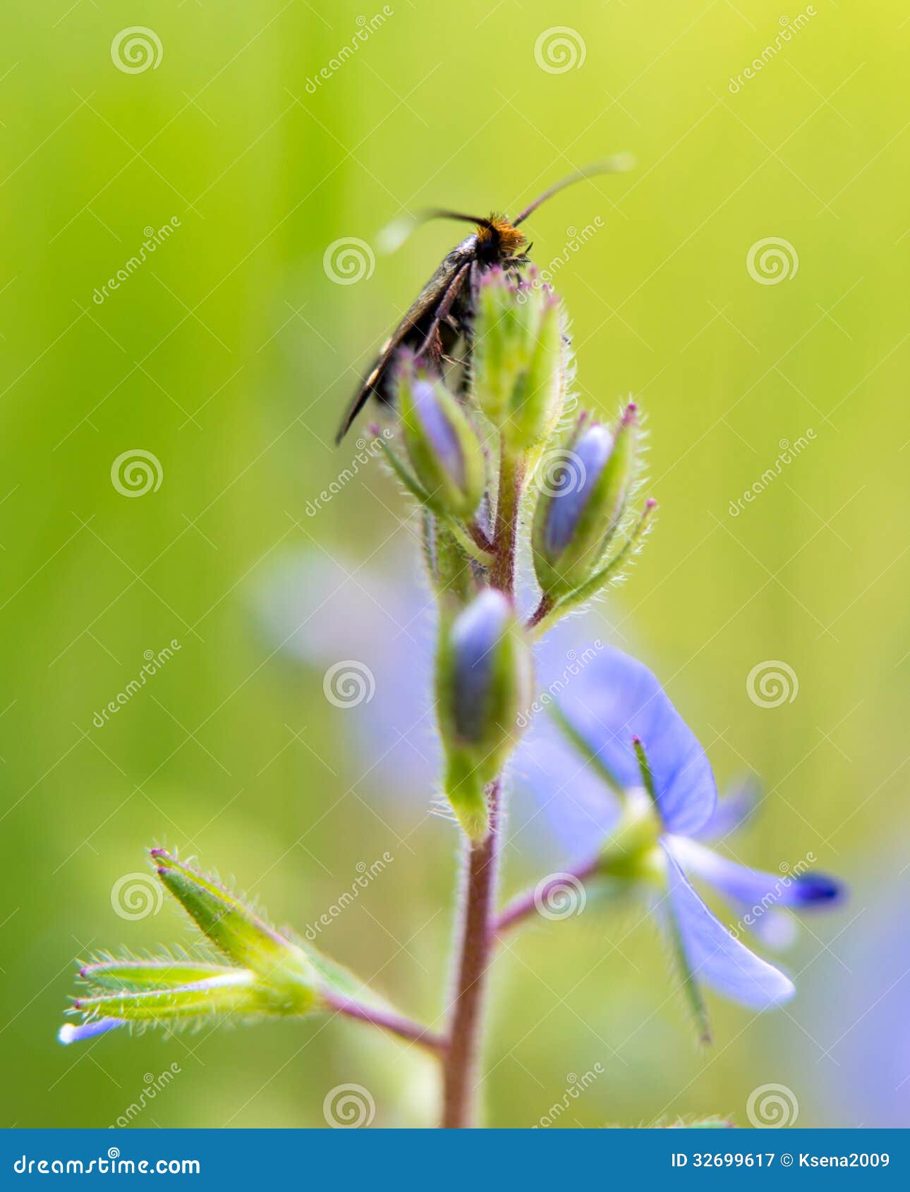 Insect on flowers stock image. Image of closeup, sitting - 32699617