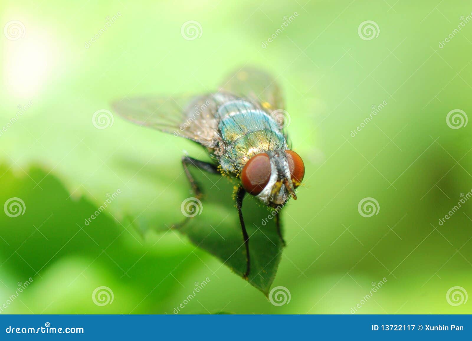 Insect fly stock image. Image of foliage, natural, beauty - 13722117