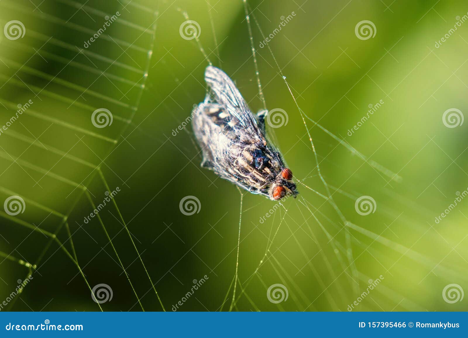 Insect Caught in a Spider Web Stock Photo - Image of fear, green: 157395466