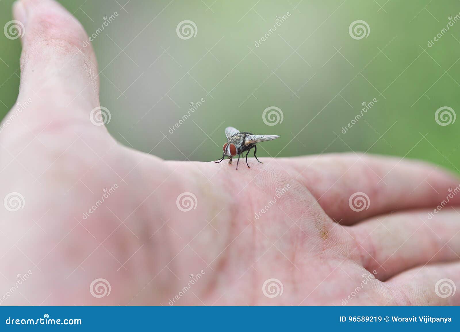 Insect fly stock image. Image of hairy, close, animals - 96589219