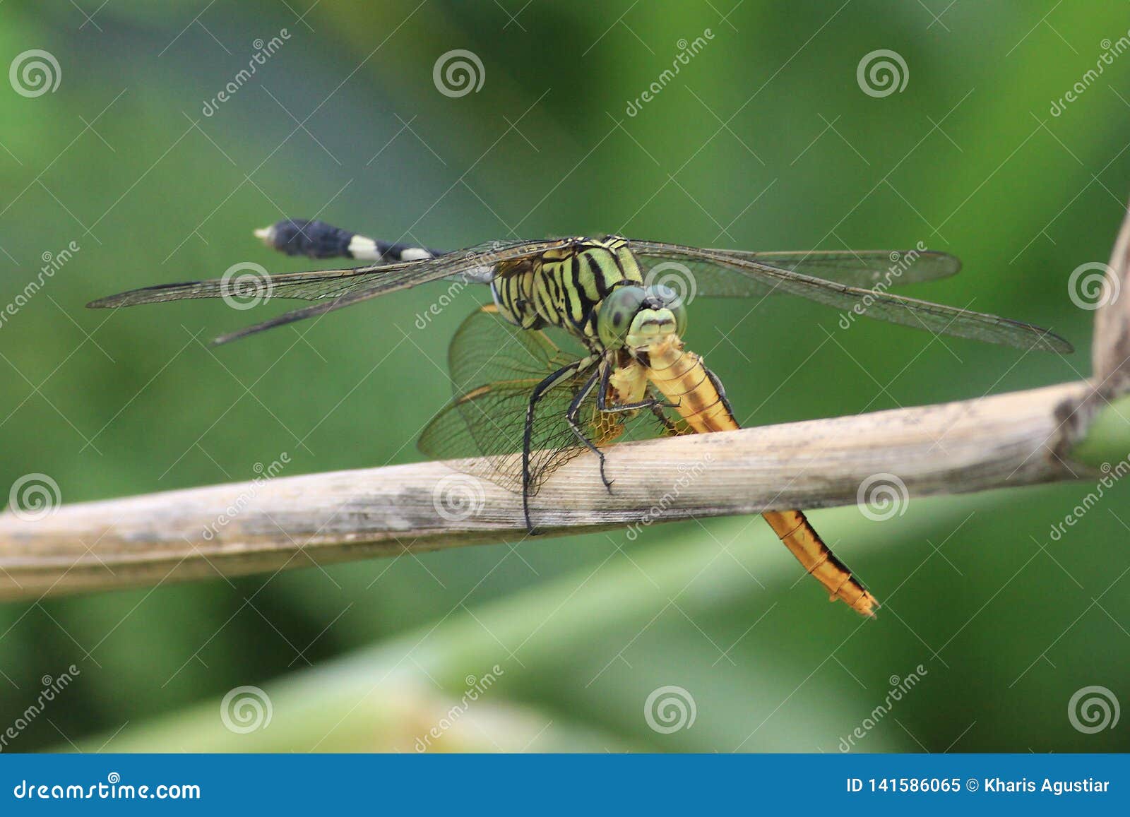 Dragonfly Eat Insect Predator Canibal Stock Image - Image of insect ...