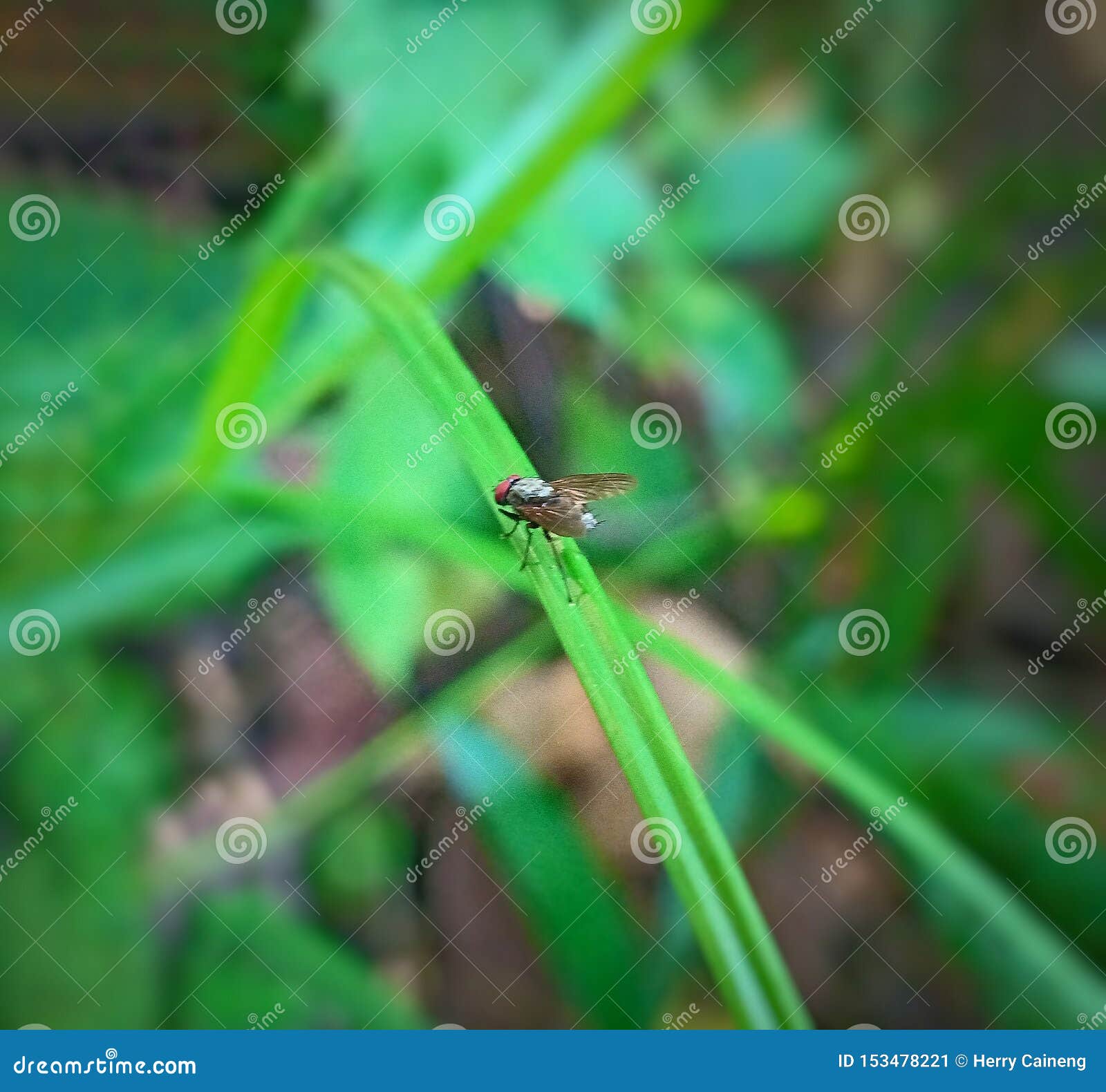Insect Fly on on Green Leaf Stock Image - Image of graphic, house ...