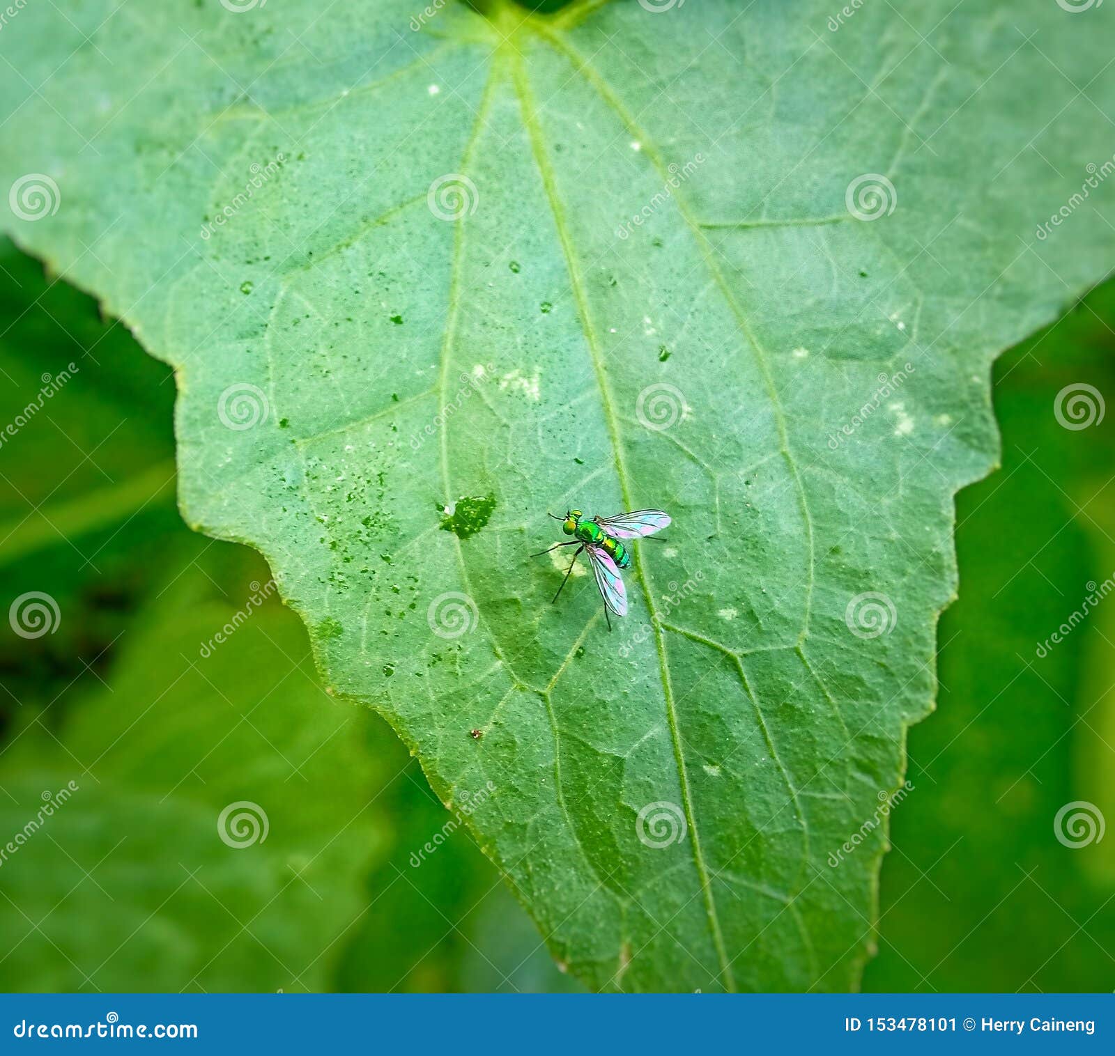 Insect Fly on on Green Leaf Stock Image - Image of summer, leaf: 153478101