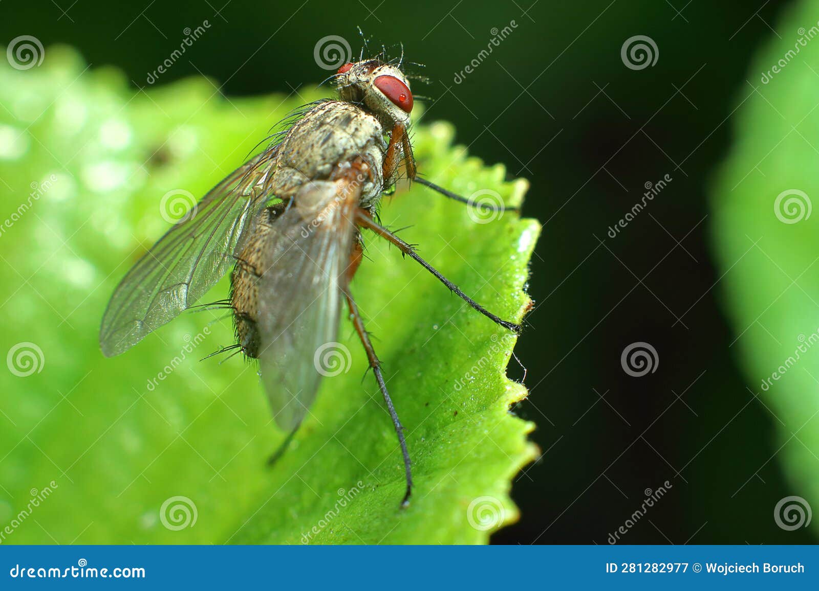 Insect Fly on a Leaf Backwards Stock Image - Image of stem, sideways ...