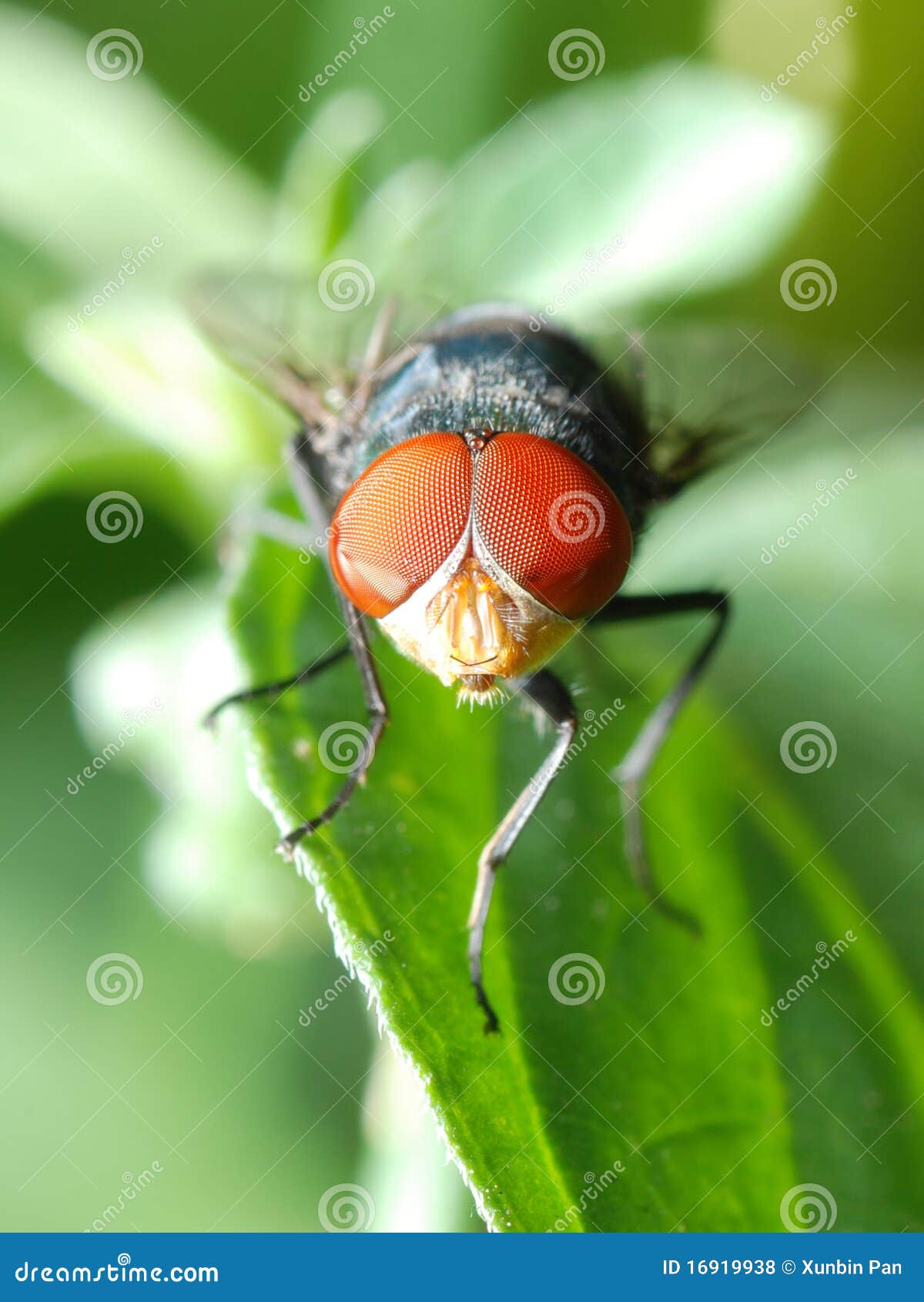 Insect fly macro stock photo. Image of closeup, close - 16919938