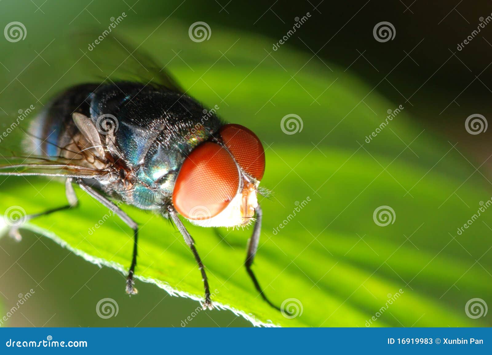 Insect fly macro stock image. Image of insect, colour - 16919983