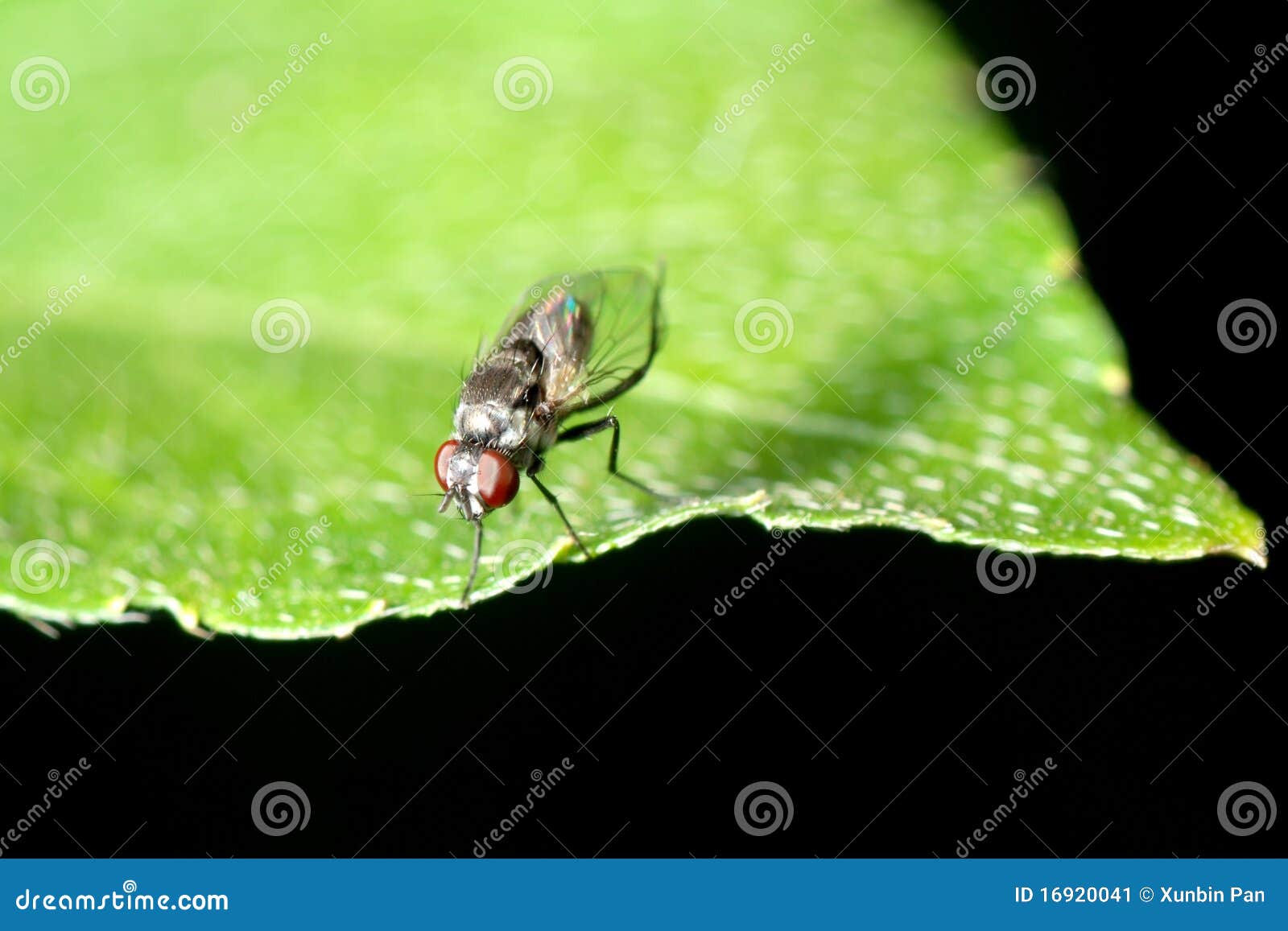 Insect fly macro stock image. Image of animal, garden - 16920041