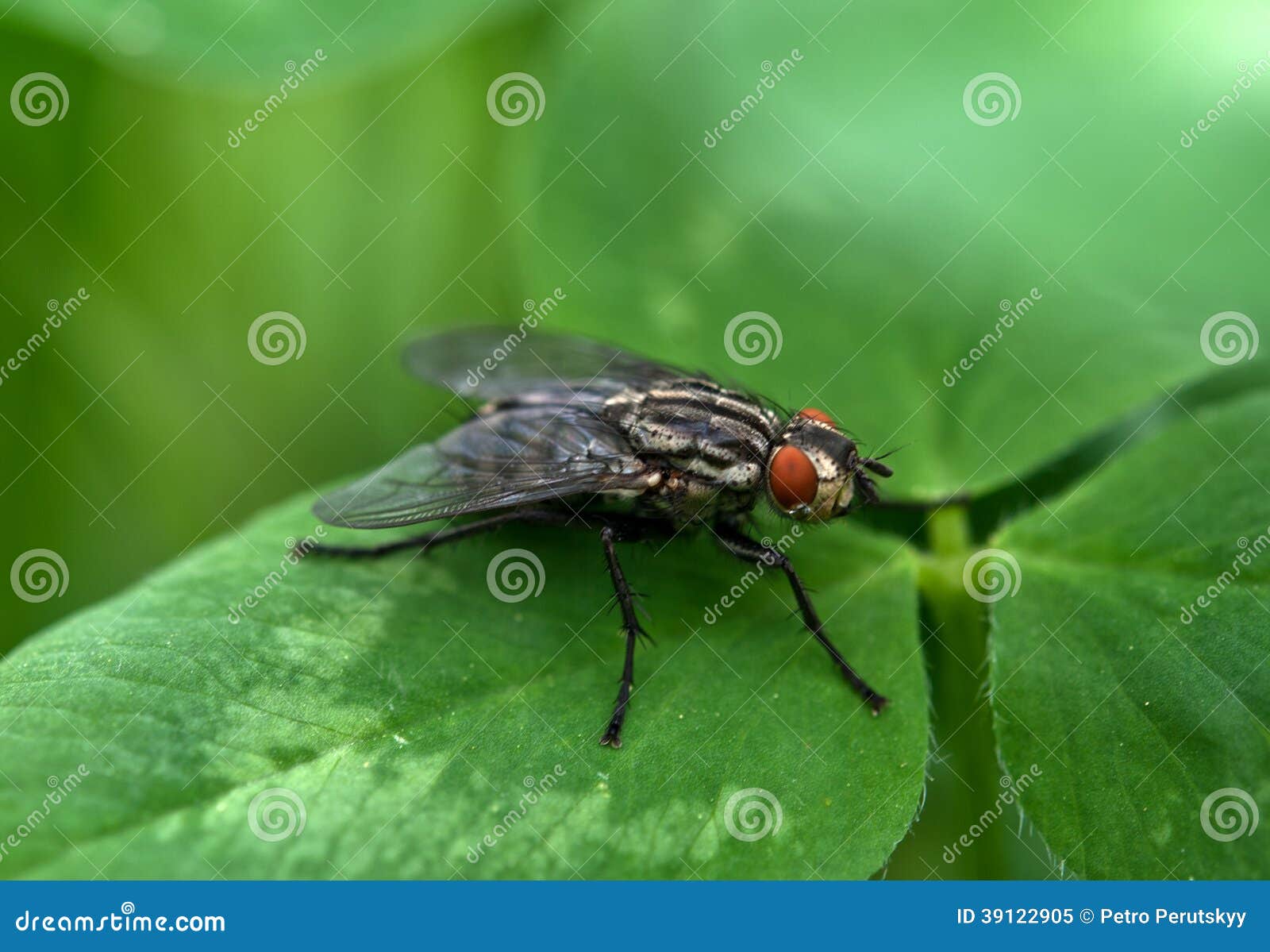 Insect fly stock image. Image of legs, detail, outdoor - 39122905