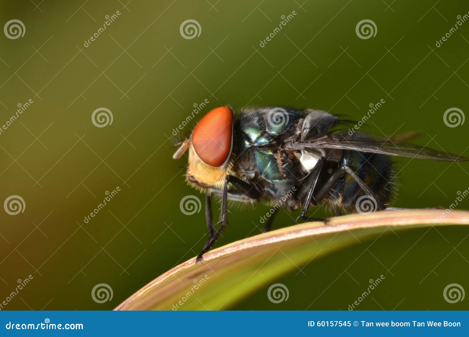 Insect fly in malaysia stock image. Image of eating, beautifu - 60157545