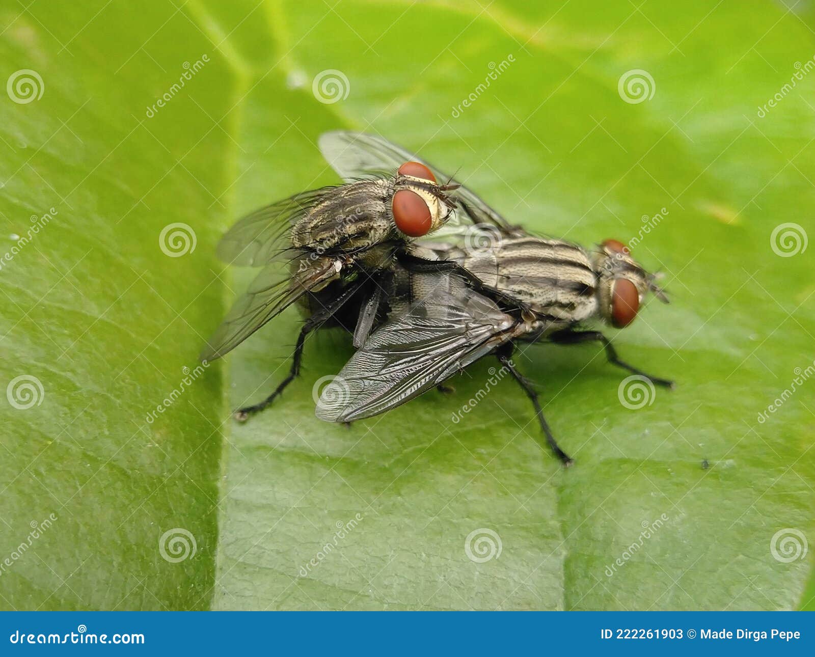 Insect fly mating stock image. Image of mating, leaves - 222261903