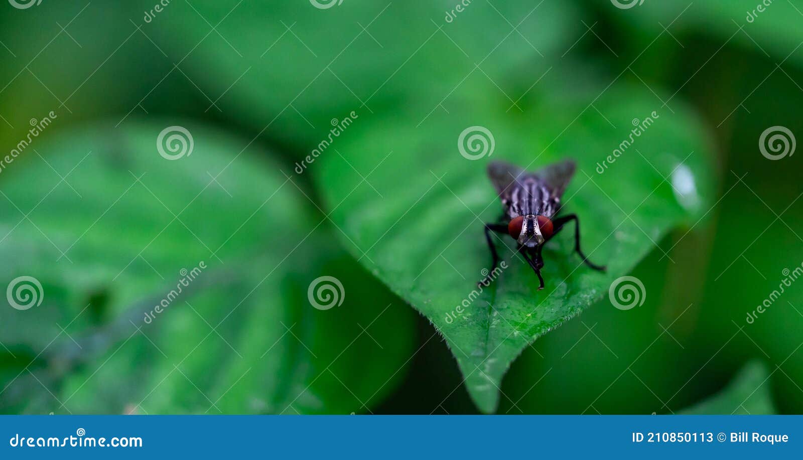 Insect Fly Red Eyes on Leaf Macro Shot Stock Image - Image of small ...