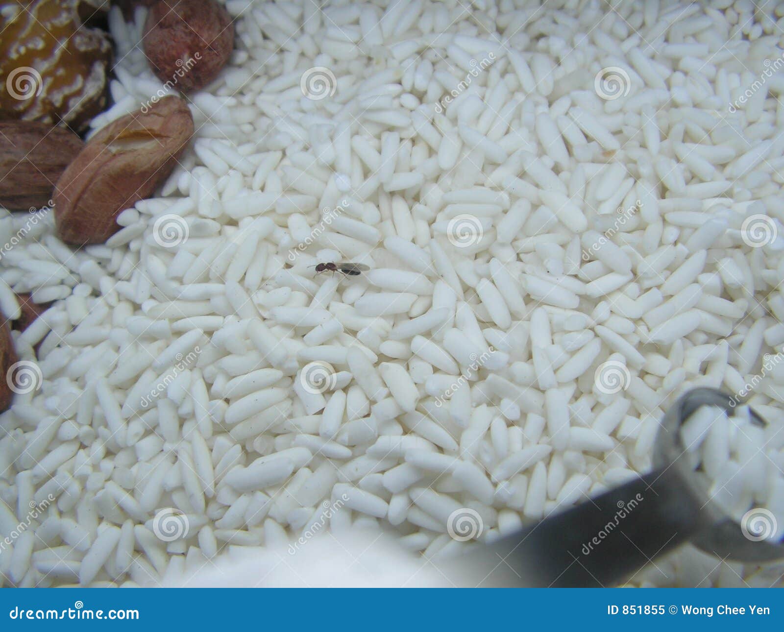 Insect fly in rice stock image. Image of siamese, thai - 851855