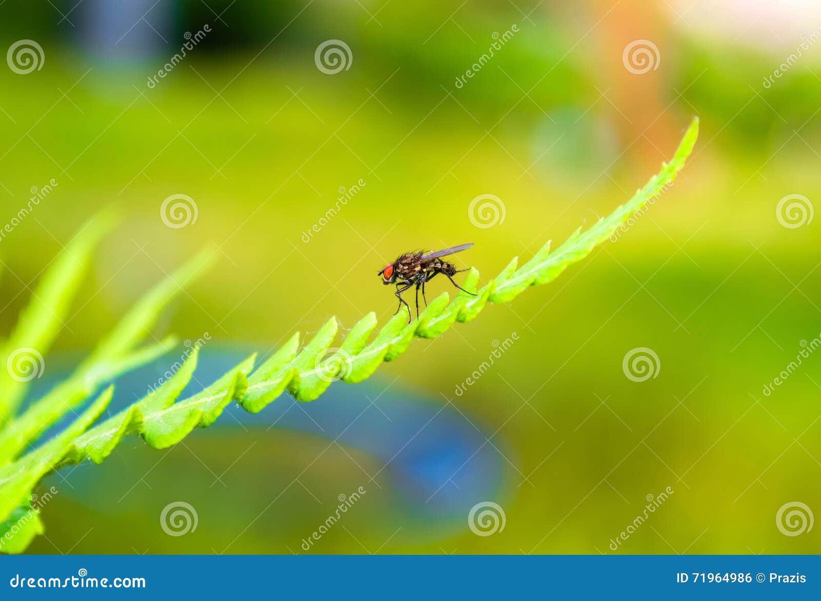 Insect Fly Sits on a Green Blade of Grass Stock Photo - Image of black ...