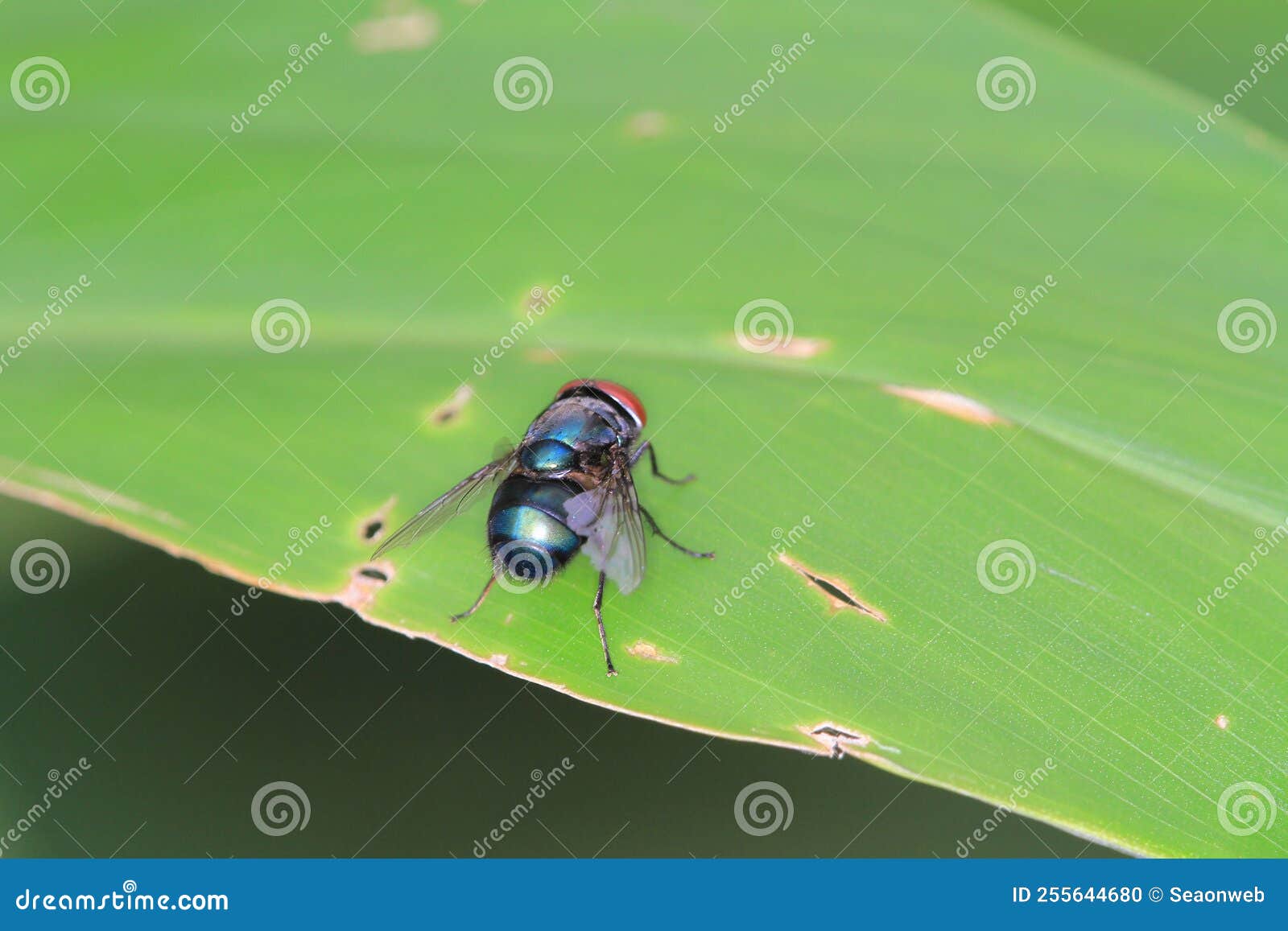 The Insect Fly, Stop on the Plants, Nature Concept Stock Photo - Image ...