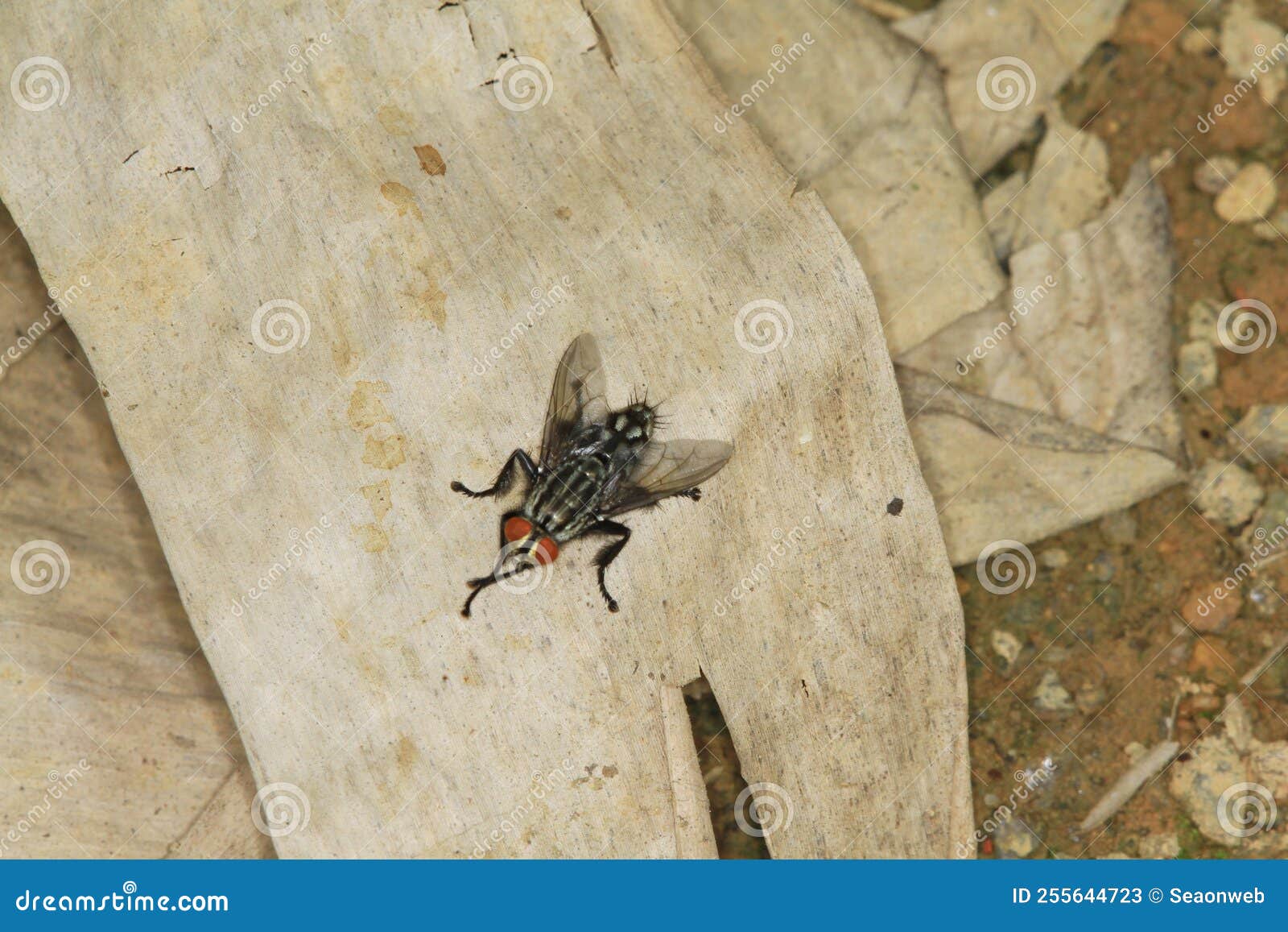 The Insect Fly, Stop on the Plants, Nature Concept Stock Image - Image ...