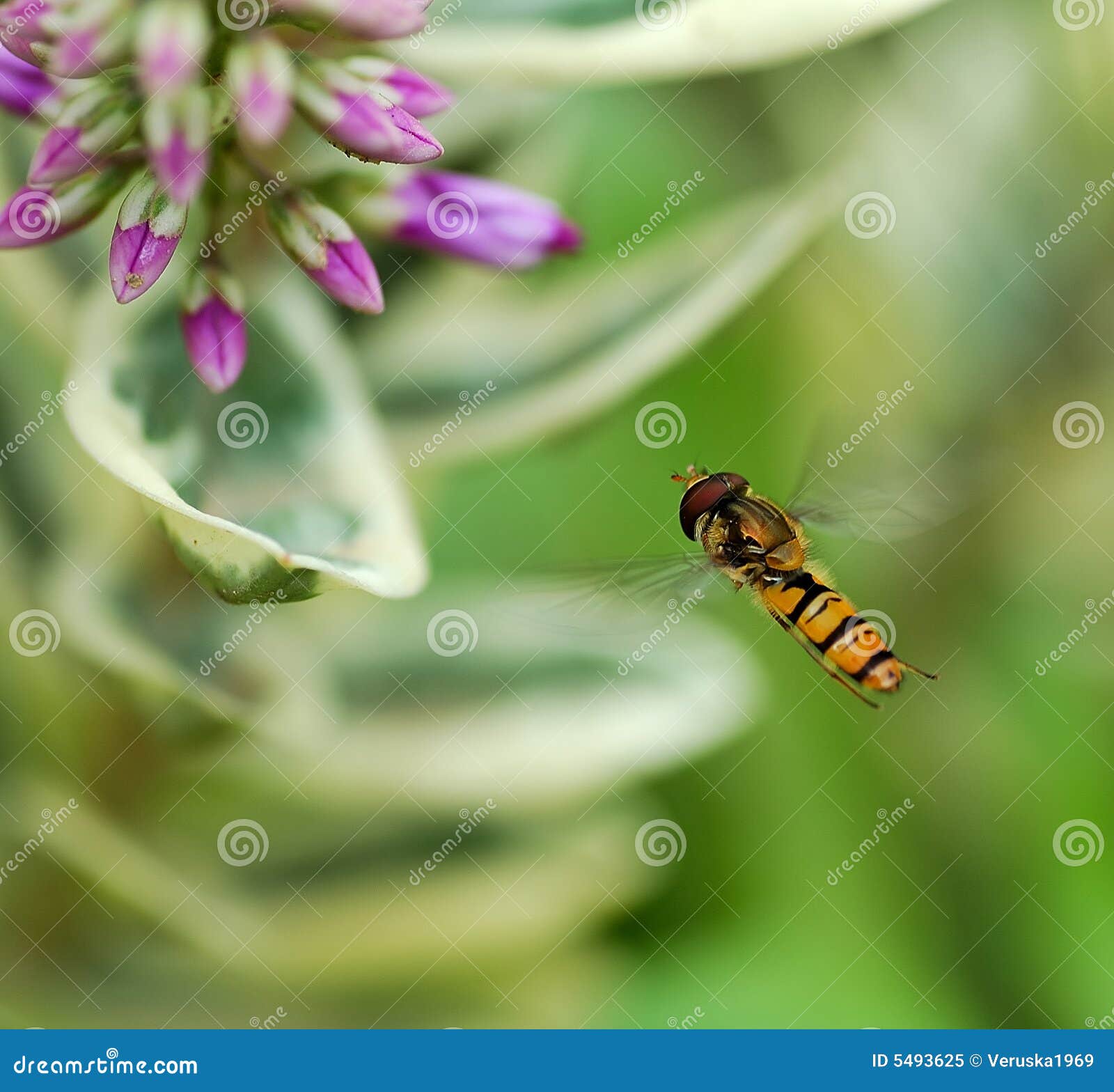 Insect flying stock image. Image of syrphus, diptera, insect - 5493625