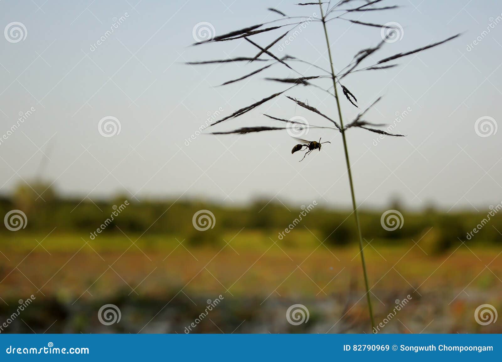 Insect Flying Around the Flowers Grass and Image Stock Image - Image of ...