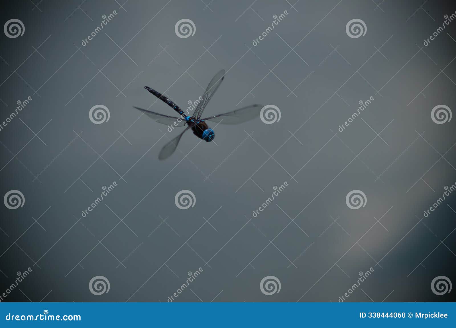 Insect Flying on a Blue Lake Background Stock Photo - Image of ...