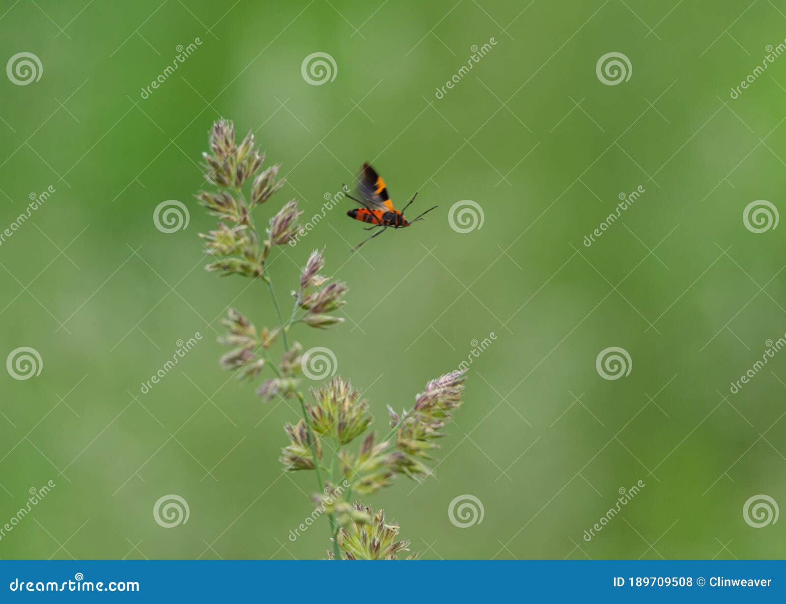 An Insect Flying Off a Grass Stem Stock Photo - Image of field, flight ...