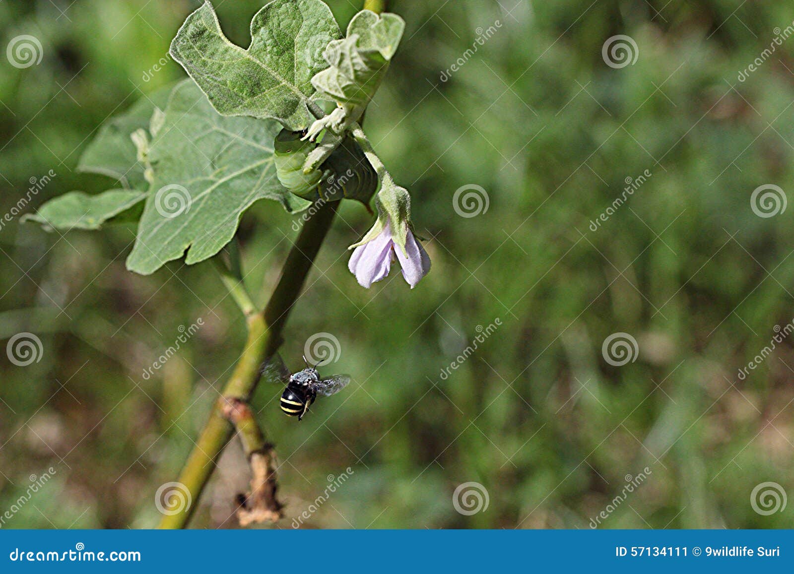 Insect stock image. Image of insect, flying, flower, ther - 57134111