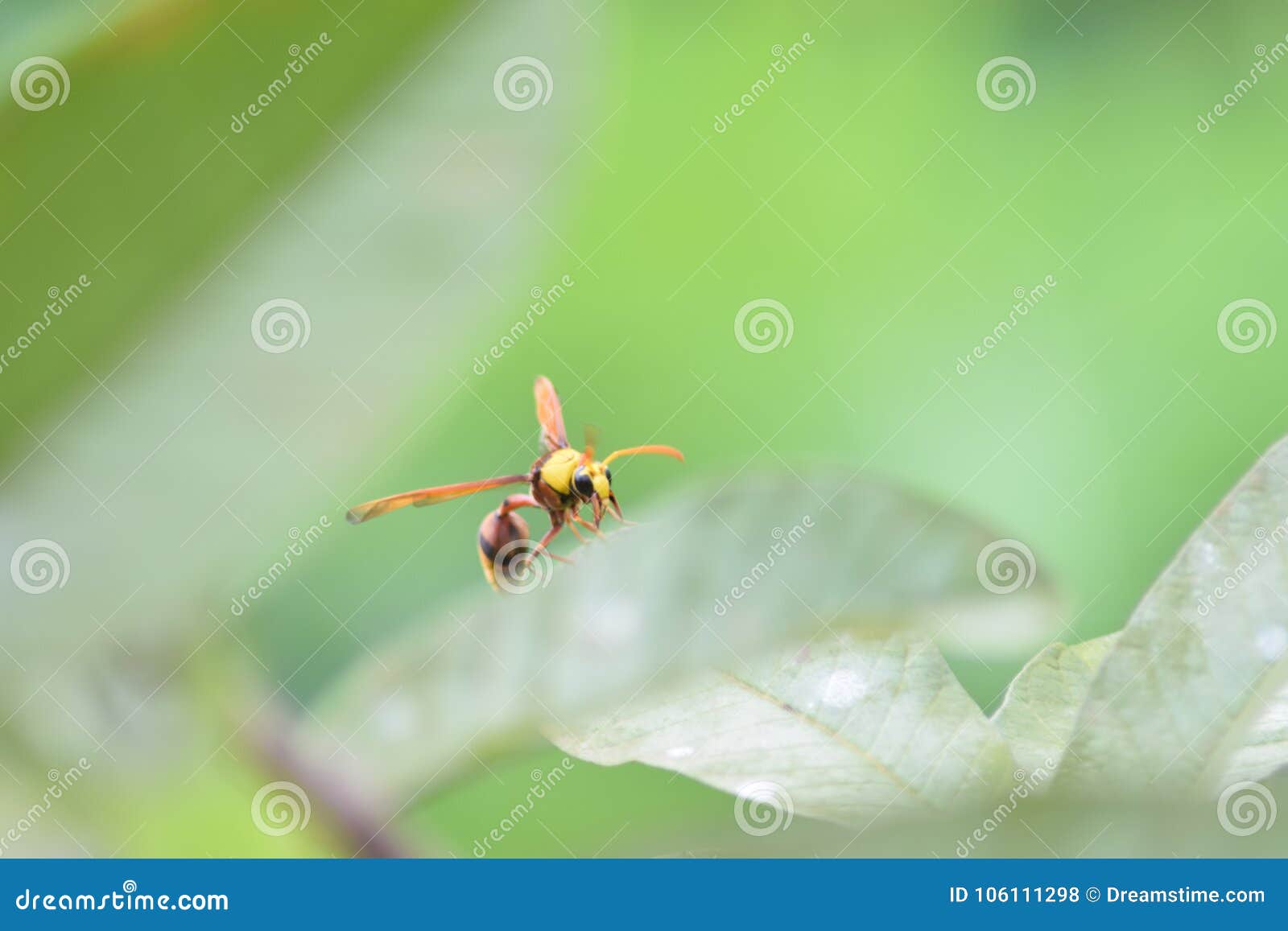 Insect stock photo. Image of flying, tree, insect, nikon - 106111298