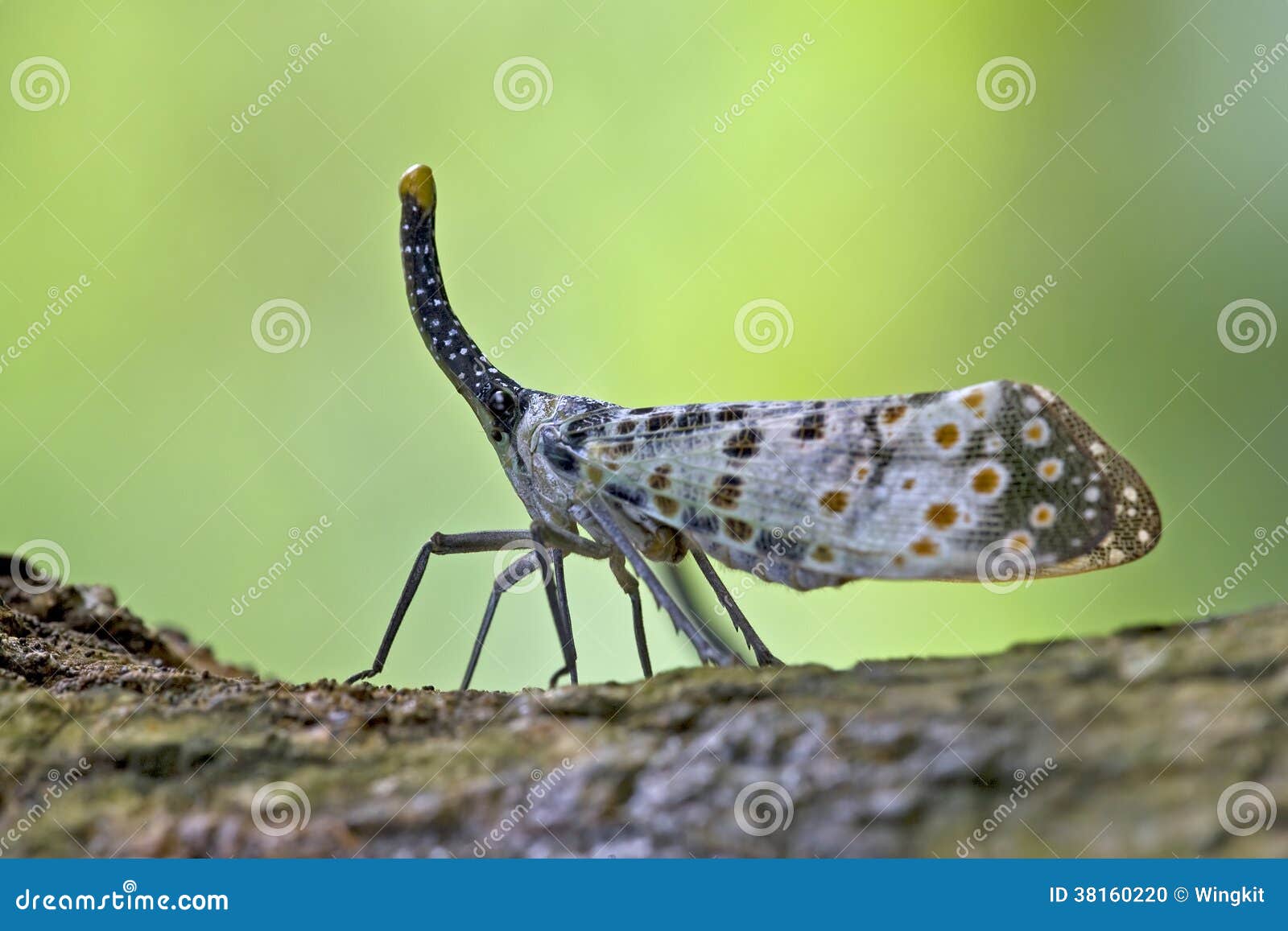 Insect Foraging stock photo. Image of field, natural - 38160220