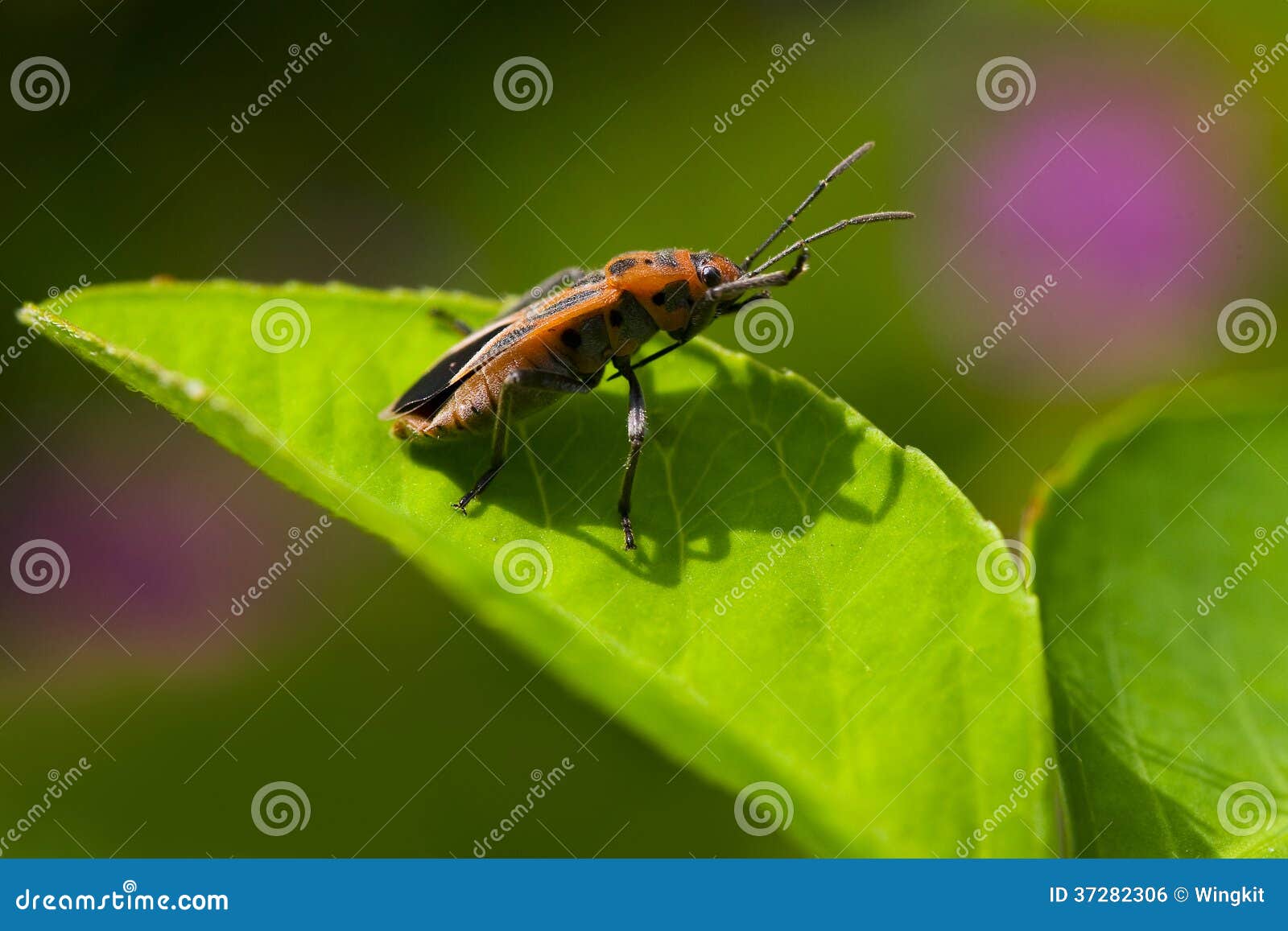 Insect Foraging stock photo. Image of beautiful, jump - 37282306