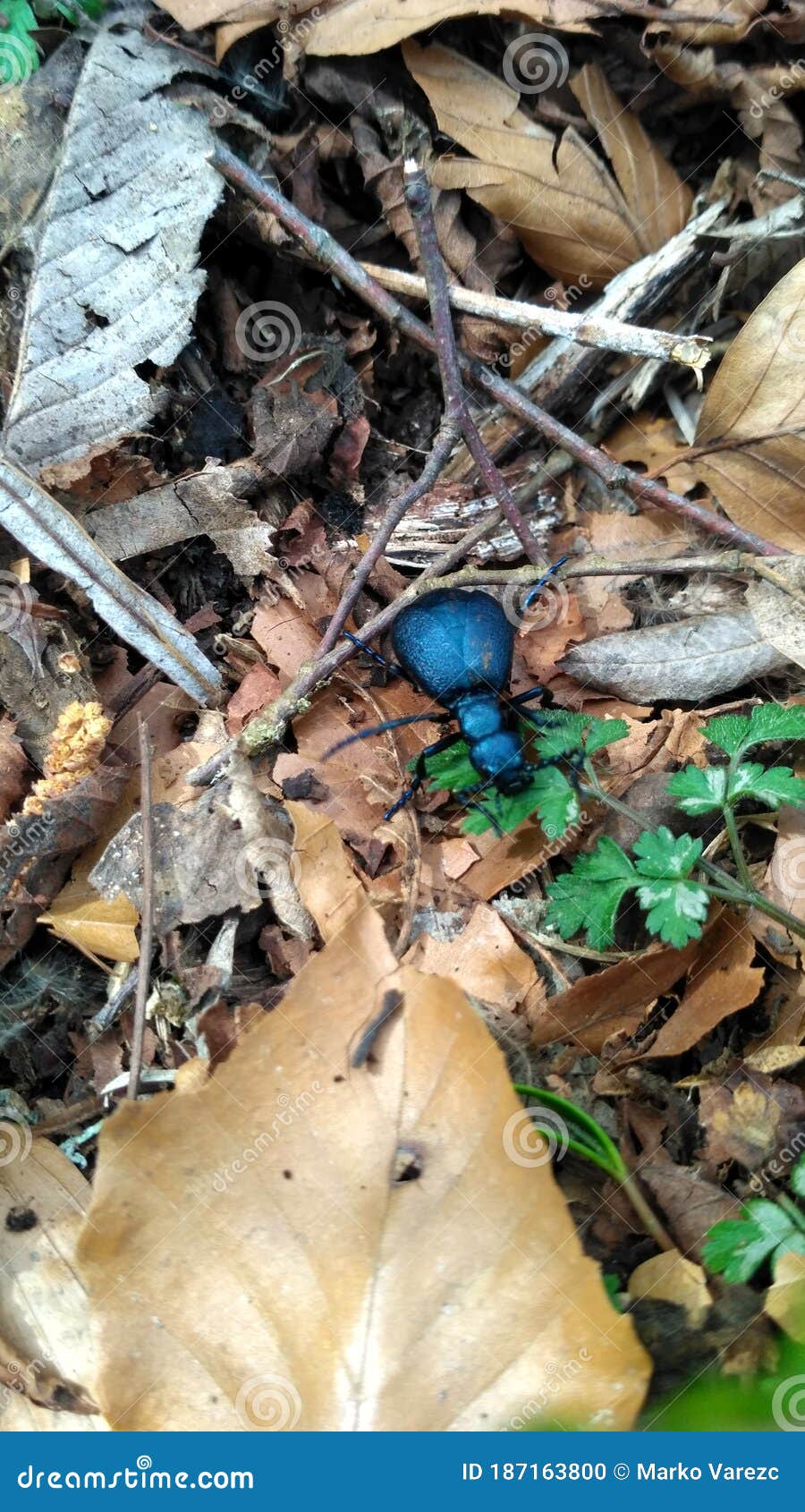 Insect in forest stock photo. Image of forest, wildlife - 187163800