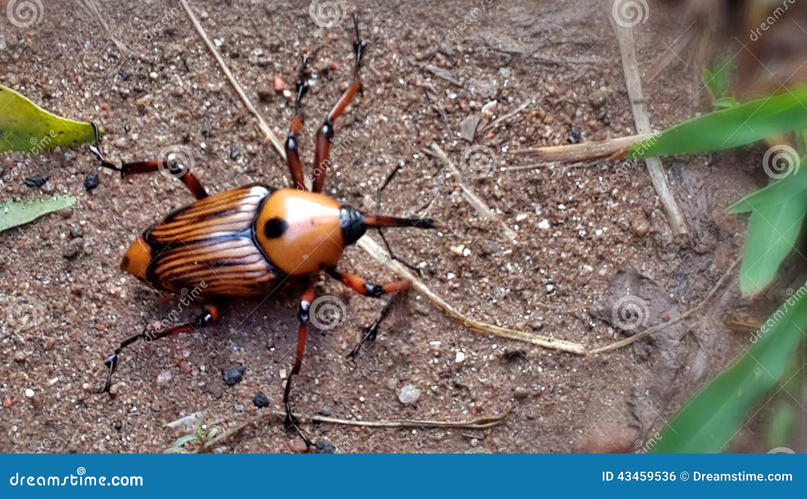 Insect in the forest stock photo. Image of forest, beautiful - 43459536