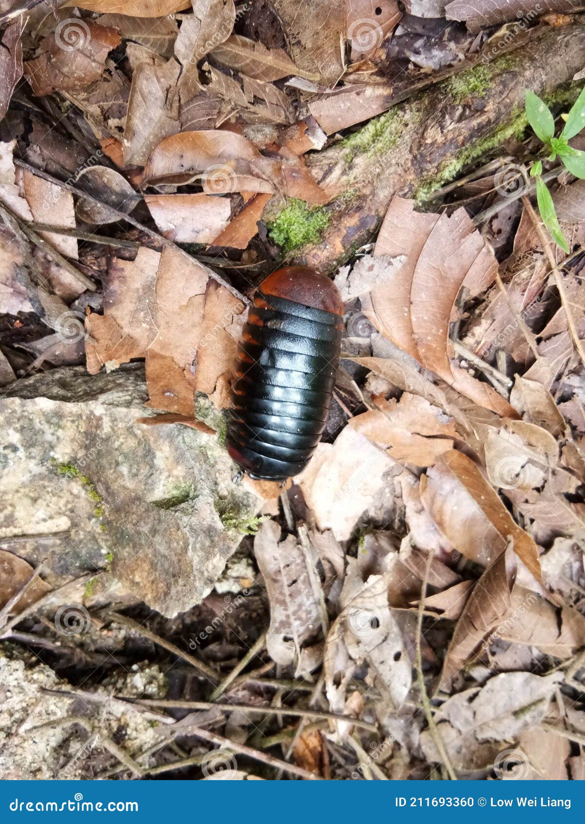 Insect stock photo. Image of plant, forest, soil, trunk - 211693360