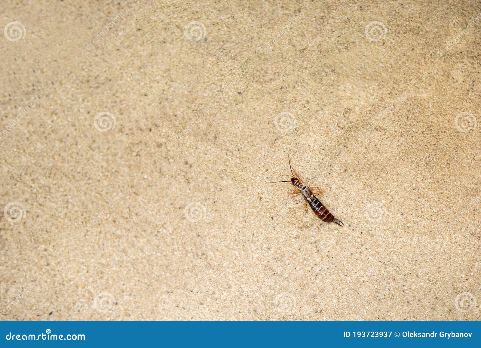 Insectophobia Fear Of Insects Word Hand Sphere Cloud Concept Royalty ...