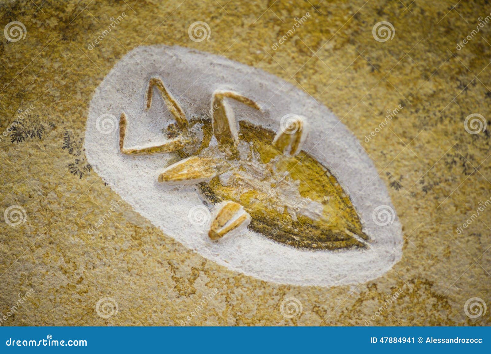 Dig Up Fossil. Extinct Prehistoric Animals Stock Photography ...