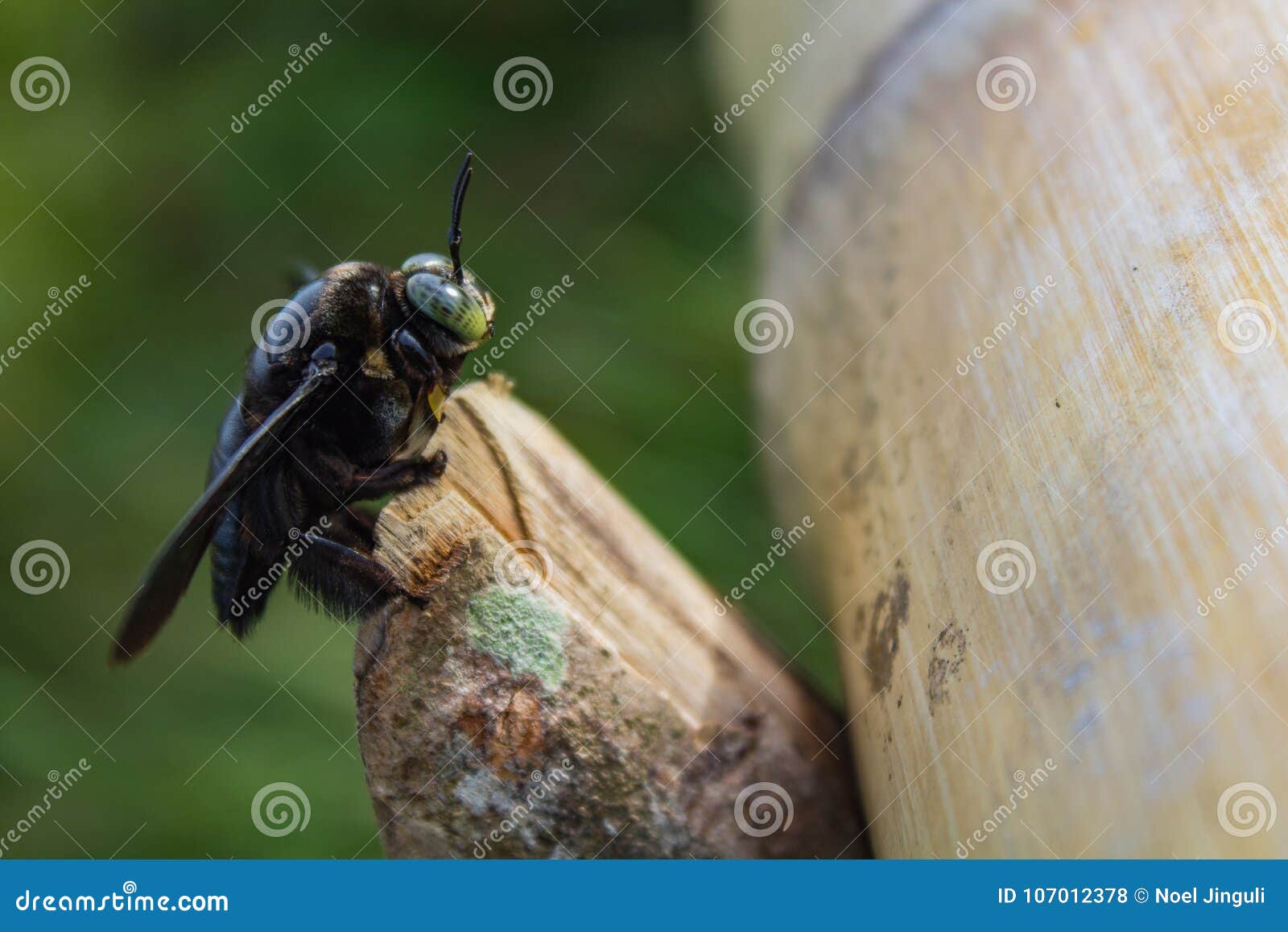 Insect stock photo. Image of landing, tamparuli, sabah - 107012378