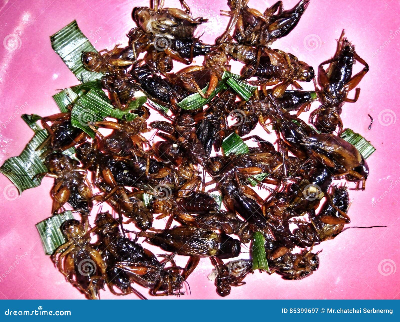 Insect fried stock image. Image of insect, friedthai - 85399697