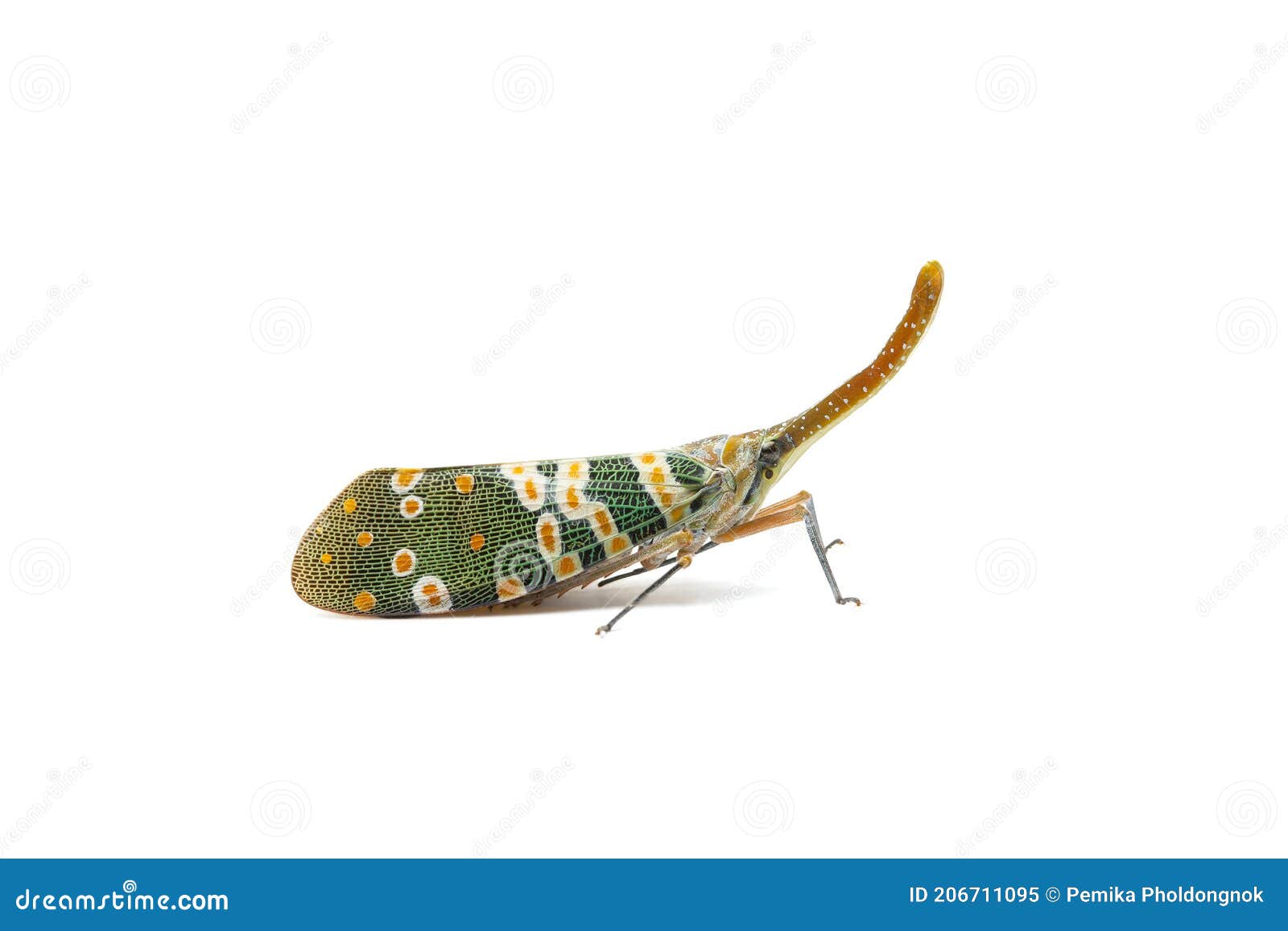 Insect : Fulgorid Bug, Planthopper, Lanternflies, Pyrops Candelaria ...