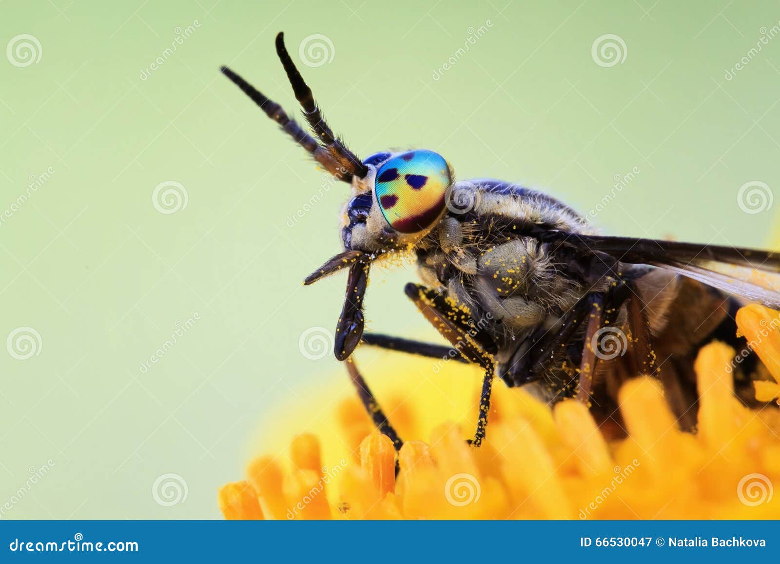 Gadfly With Big Eyes Sitting On His Hand And Drinks The Blood Stock ...