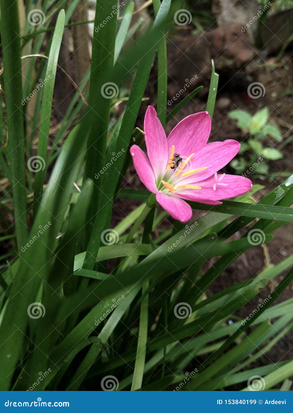 Insect Getting Nectar from a Pink Flower Stock Image - Image of insect ...