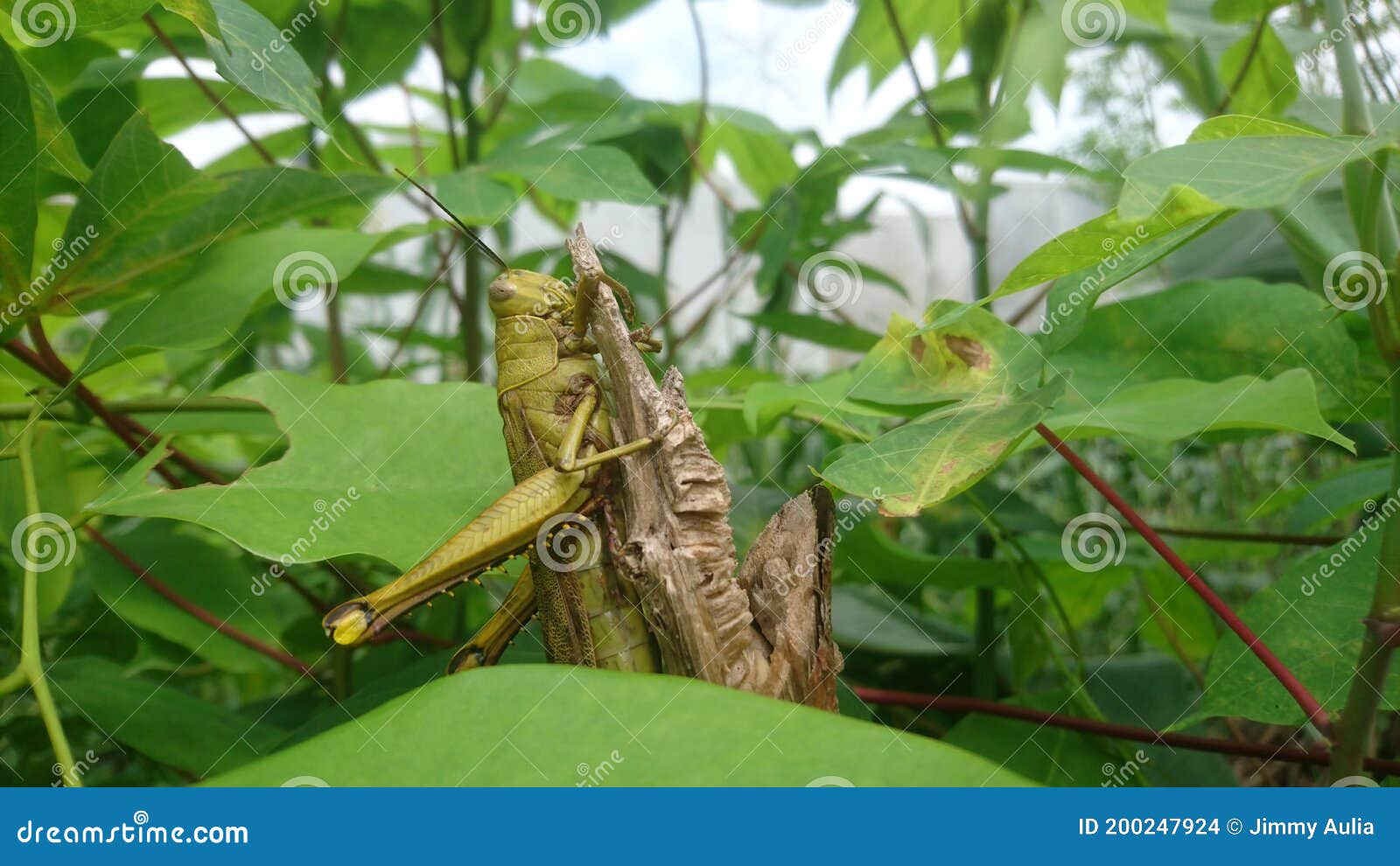 Insect good pose stock photo. Image of leaf, flower - 200247924