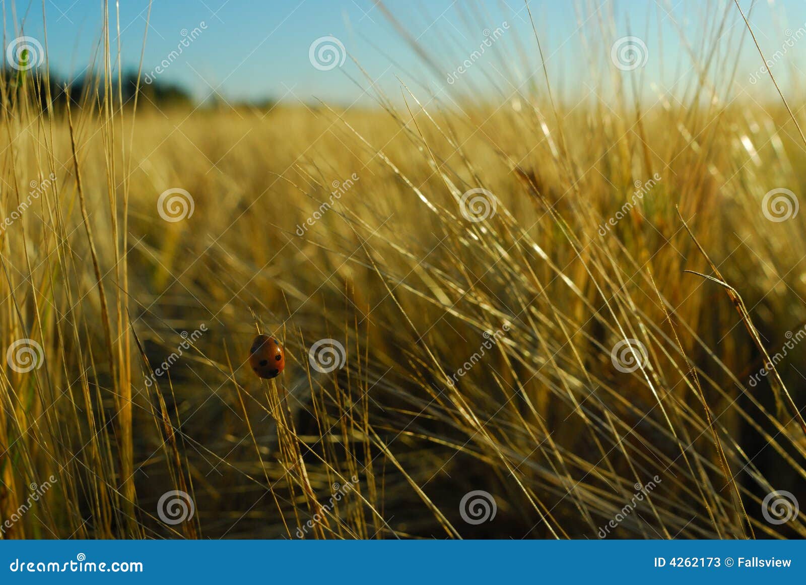 Insect in grain field stock image. Image of sunset, harvest - 4262173