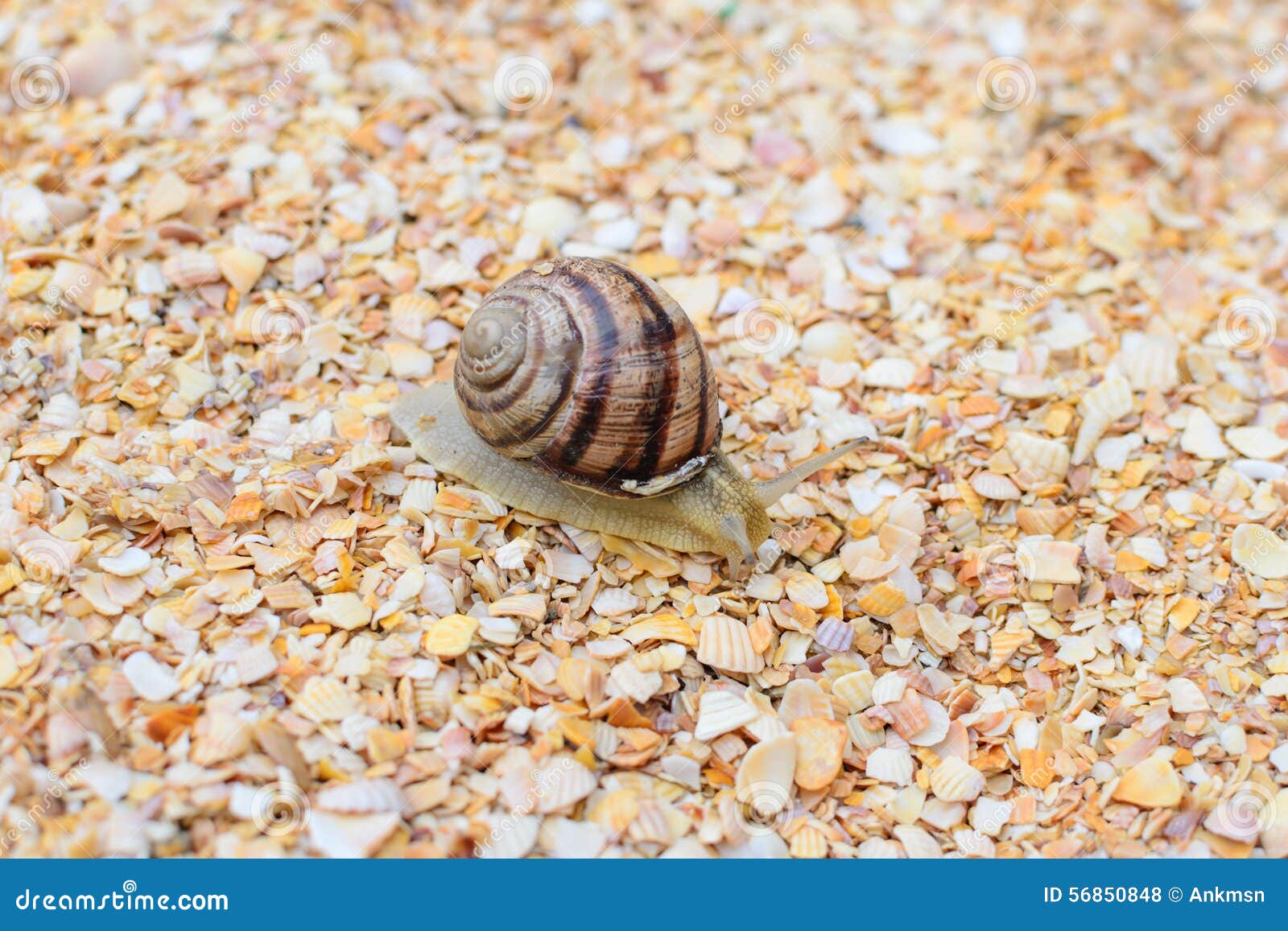 Insect grape snail shells stock photo. Image of pets - 56850848