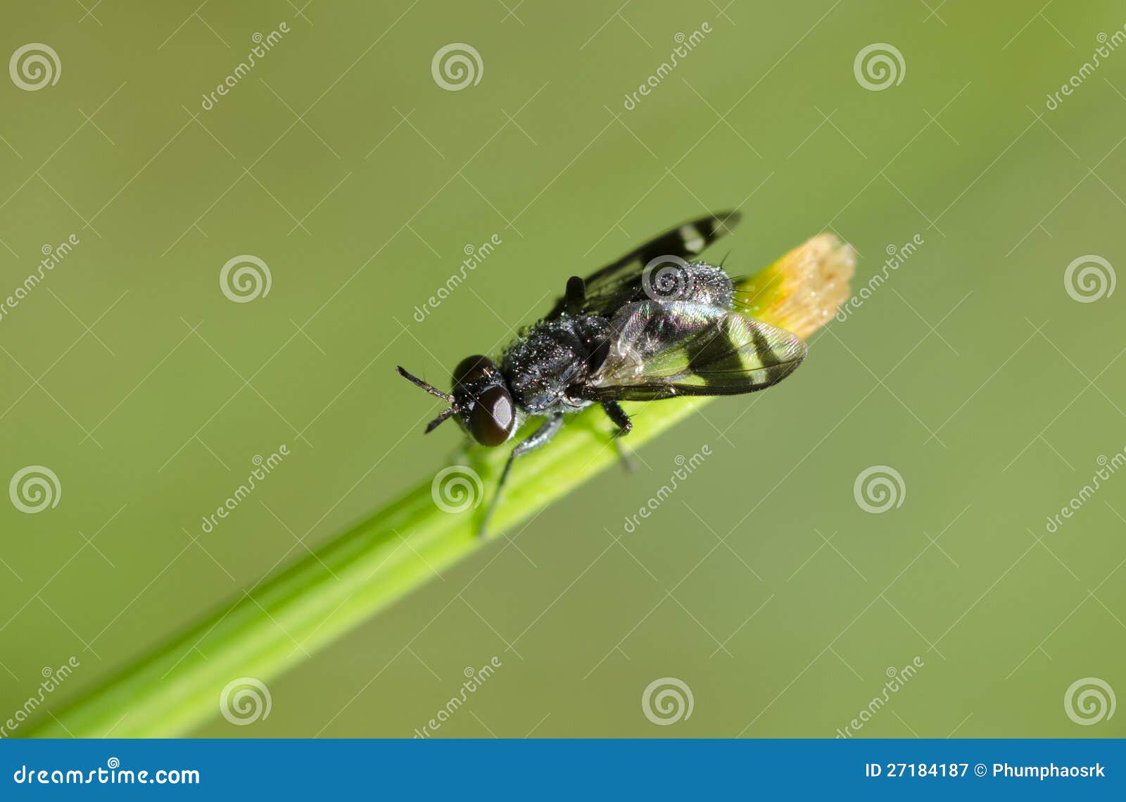 Insect On The Grass Picture. Image: 27184187