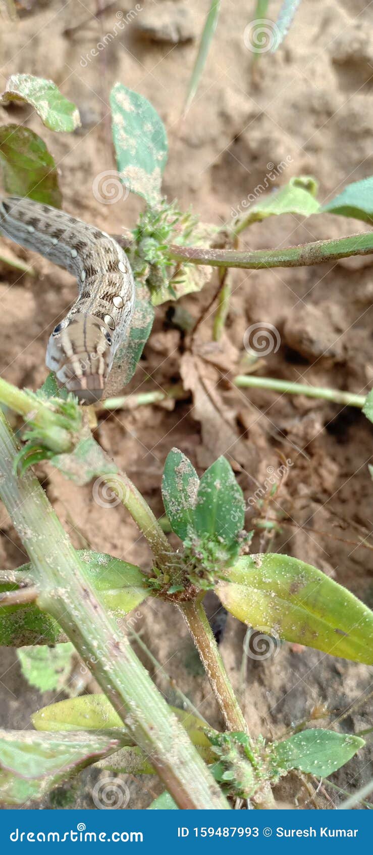 Insect Grass Beeder Farm Enemy Crop Disaster Damage Crops Stock Image ...