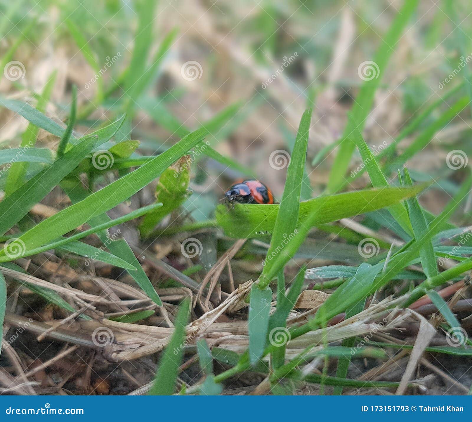 Insect on grass stock image. Image of insect, green - 173151793