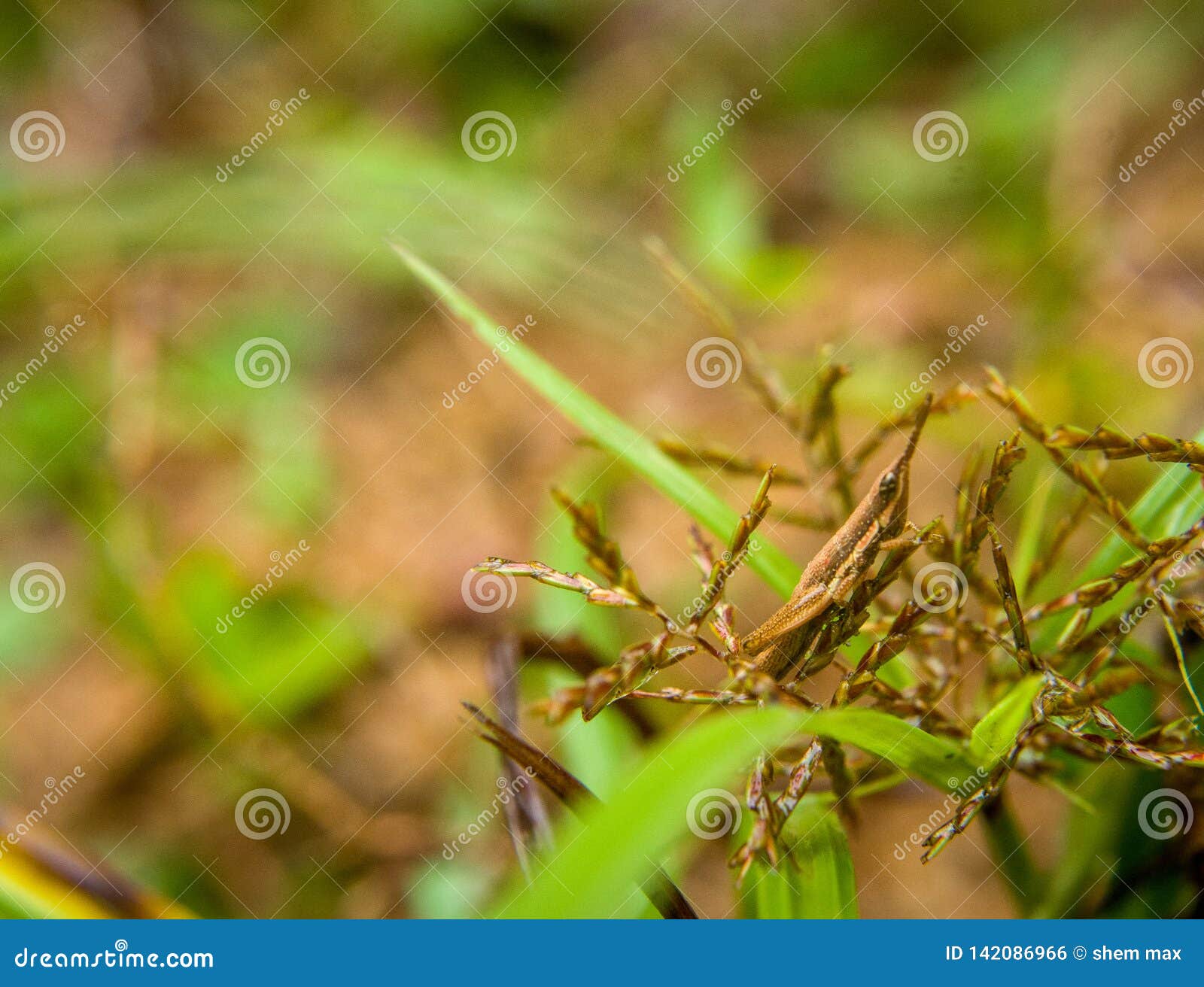 Insect on a grass stock photo. Image of grass, wildlife - 142086966