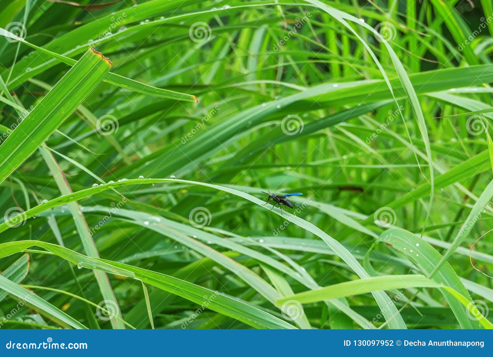 Insect on the grass stock photo. Image of detail, forest - 130097952