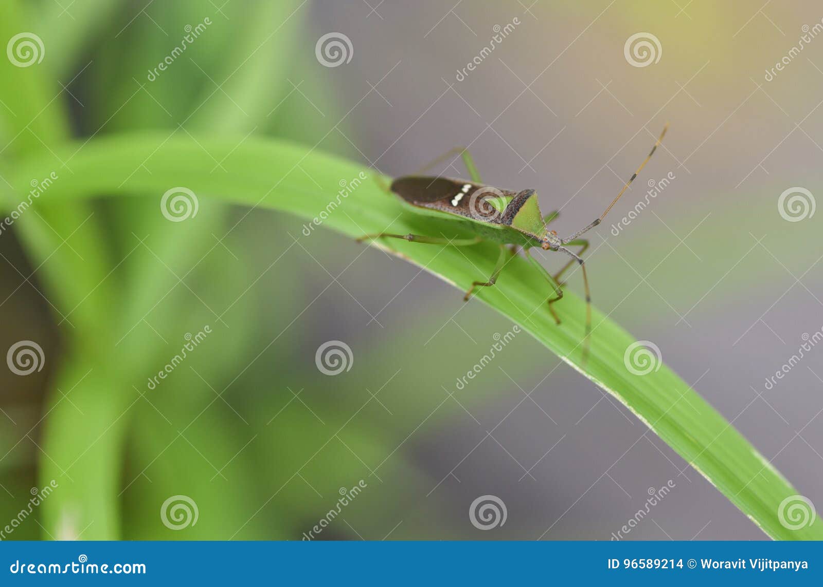 Insect on the grass stock photo. Image of color, jewel - 96589214